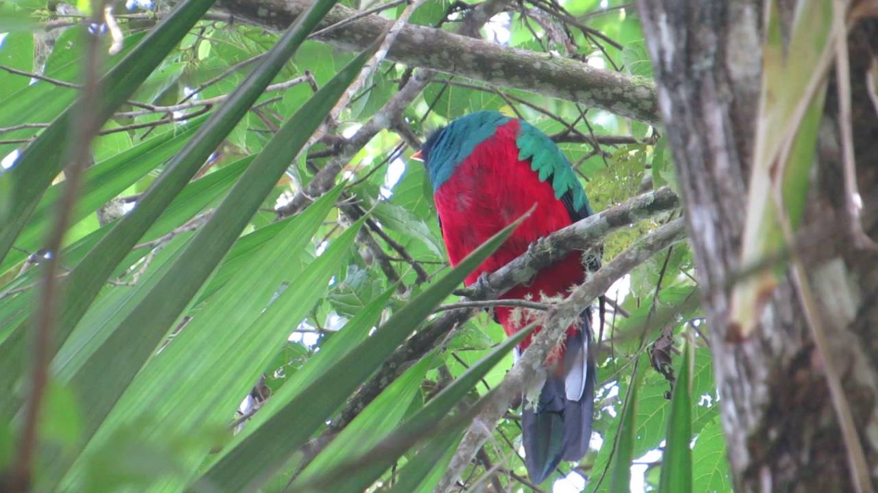 White-tipped Quetzal (Pharomachrus fulgidus) - YouTube