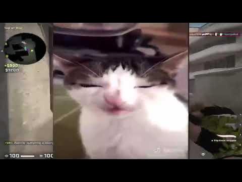 csgo Cats Compilation #cs2 #csgo #csgoclips #cats - YouTube