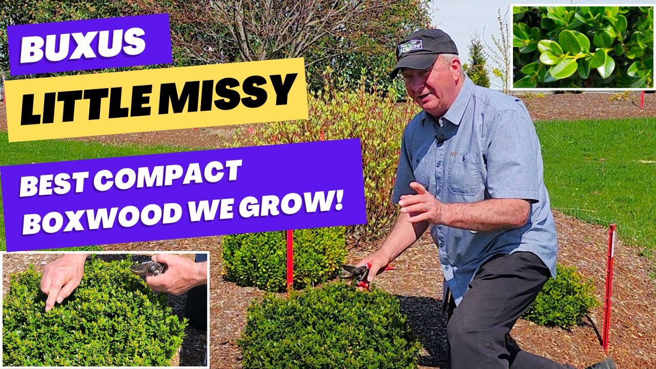 Little Missy Boxwood - A Garden Gem with GREAT DISEASE RESISTANCE ...