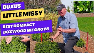 Little Missy Boxwood - A Garden Gem with GREAT DISEASE RESISTANCE, COMPACT habit & EASY maintenance