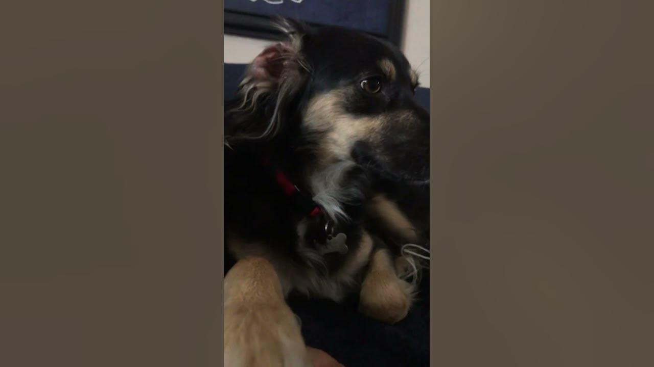 Do You Want To Know The Best Things About Dogs dogs YouTube do-you-want-to-know-the-best-things-about-dogs-dogs-youtube
