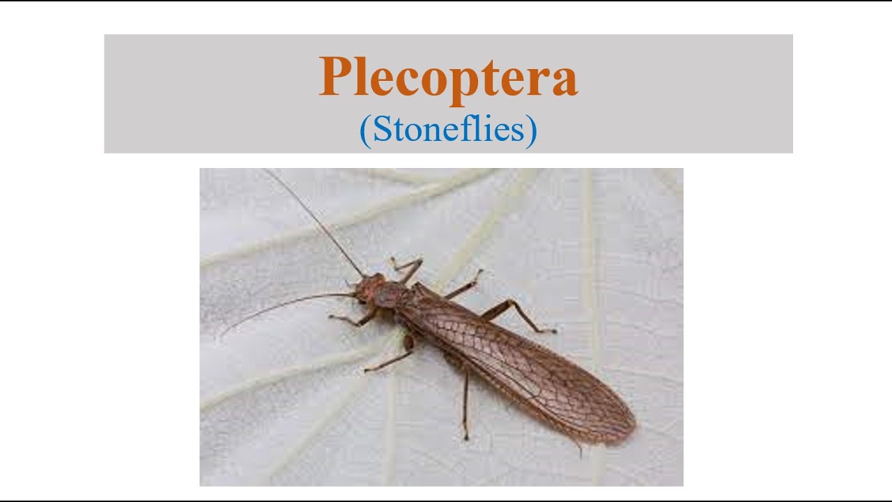 Order Plecoptera - YouTube