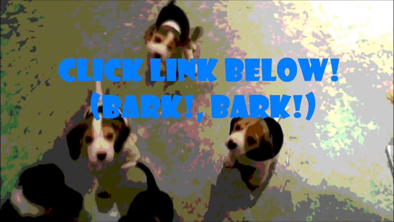 FREE INFO How To Train Your Dog To Sit YouTube free-info-how-to-train-your-dog-to-sit-youtube