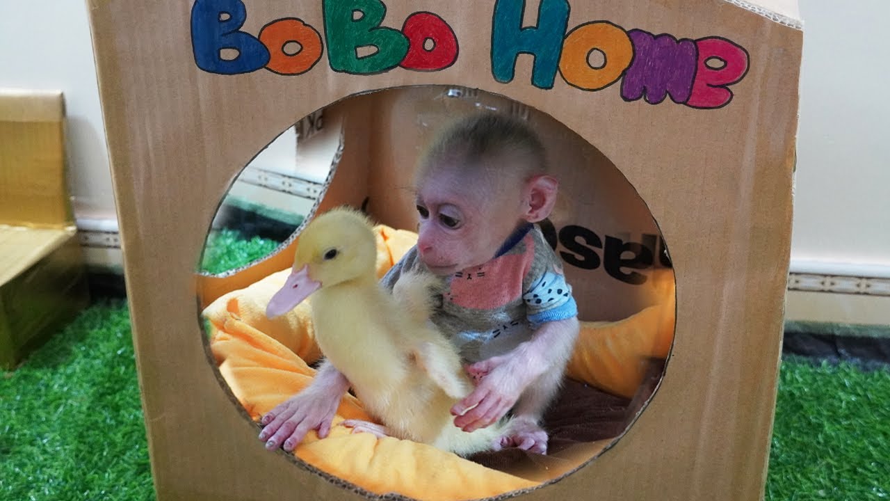 BoBo mokey & ducklings - Ducklings swimming - YouTube