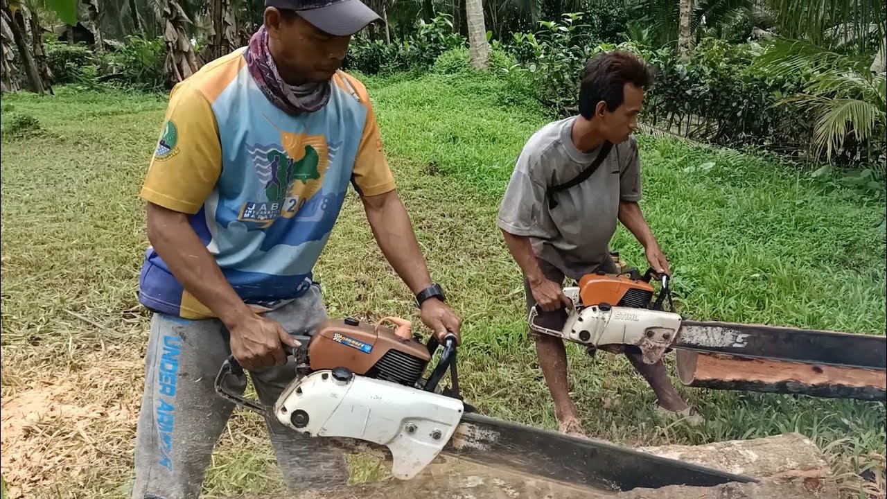 DUET... Dua Gergaji Mesin Pembelah Pohon Kelapa, CHANSAW STIHL 070 ...