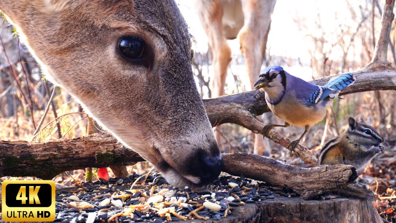Entertainment for Dogs, Cats, & People 🐿️ Two Deer, Birds, Chipmunk and ...