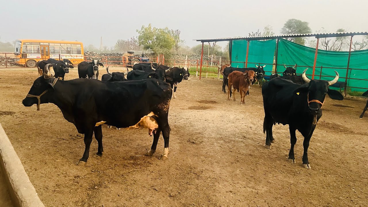 Charbhuja Dairy Farm Brahmano Ki Sareri Bhilwara Indian Girolando Cow ...