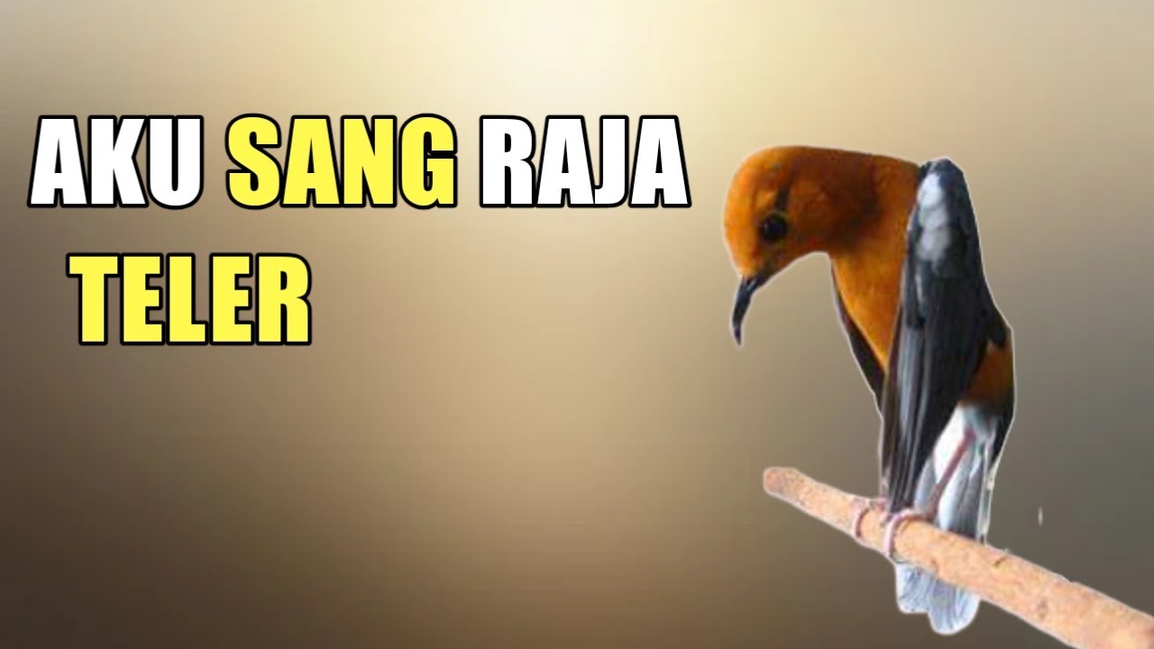 Mengenal Lebih Dekat Burung Anis Merah | Fakta - Fakta Burung Punglor ...