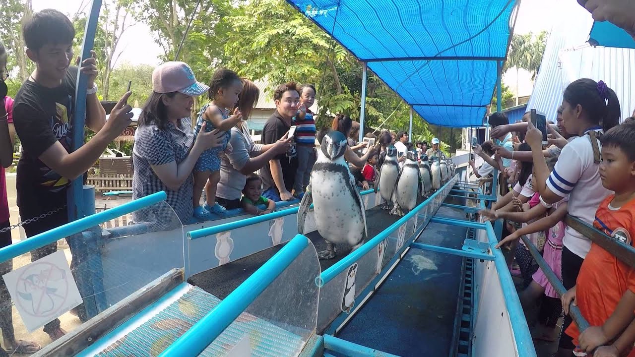 Penguins in Thailand - YouTube