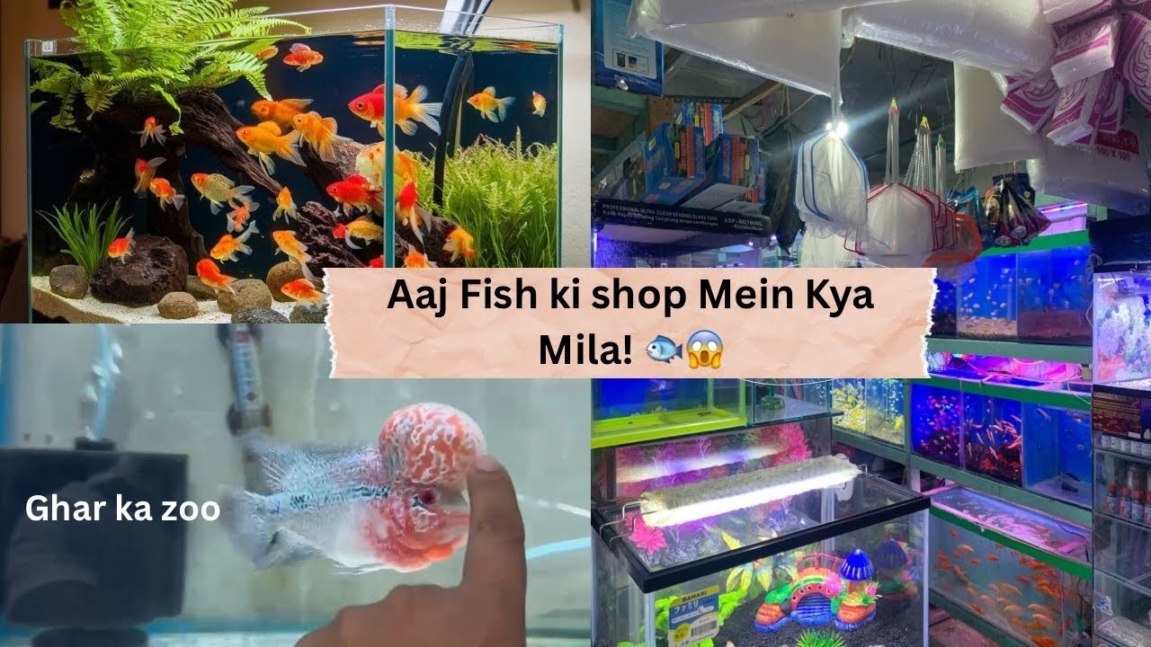 Aaj fish ki shop main kya mila #viral #pets #trending - YouTube