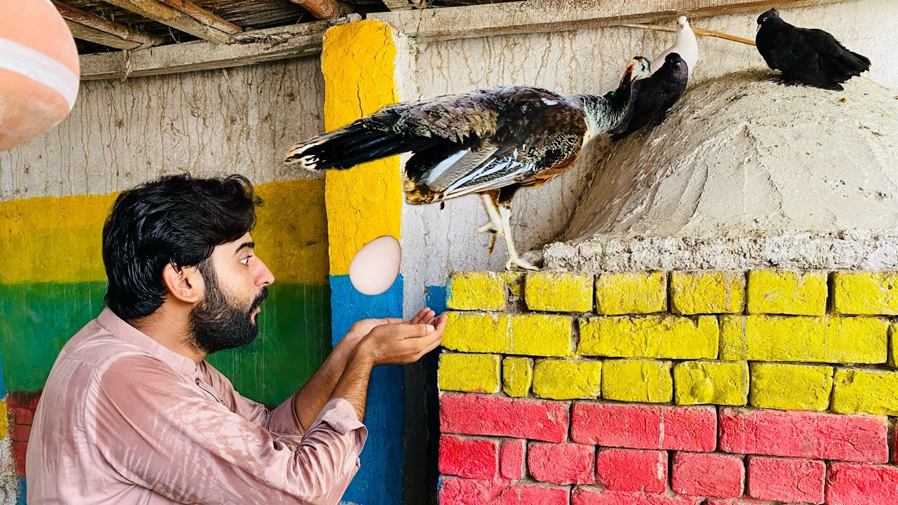 Rani (Peacock) Na Fainally Egg Da Diya 😘 | itazar Khatam Howa - YouTube