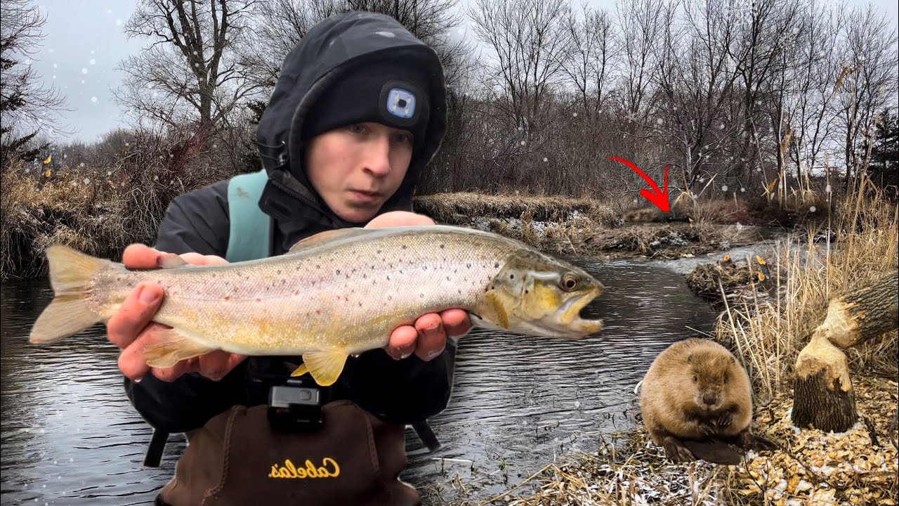 Winter Trout Fishing a BEAVER Infested Stream! (Big Fish Seen) - YouTube