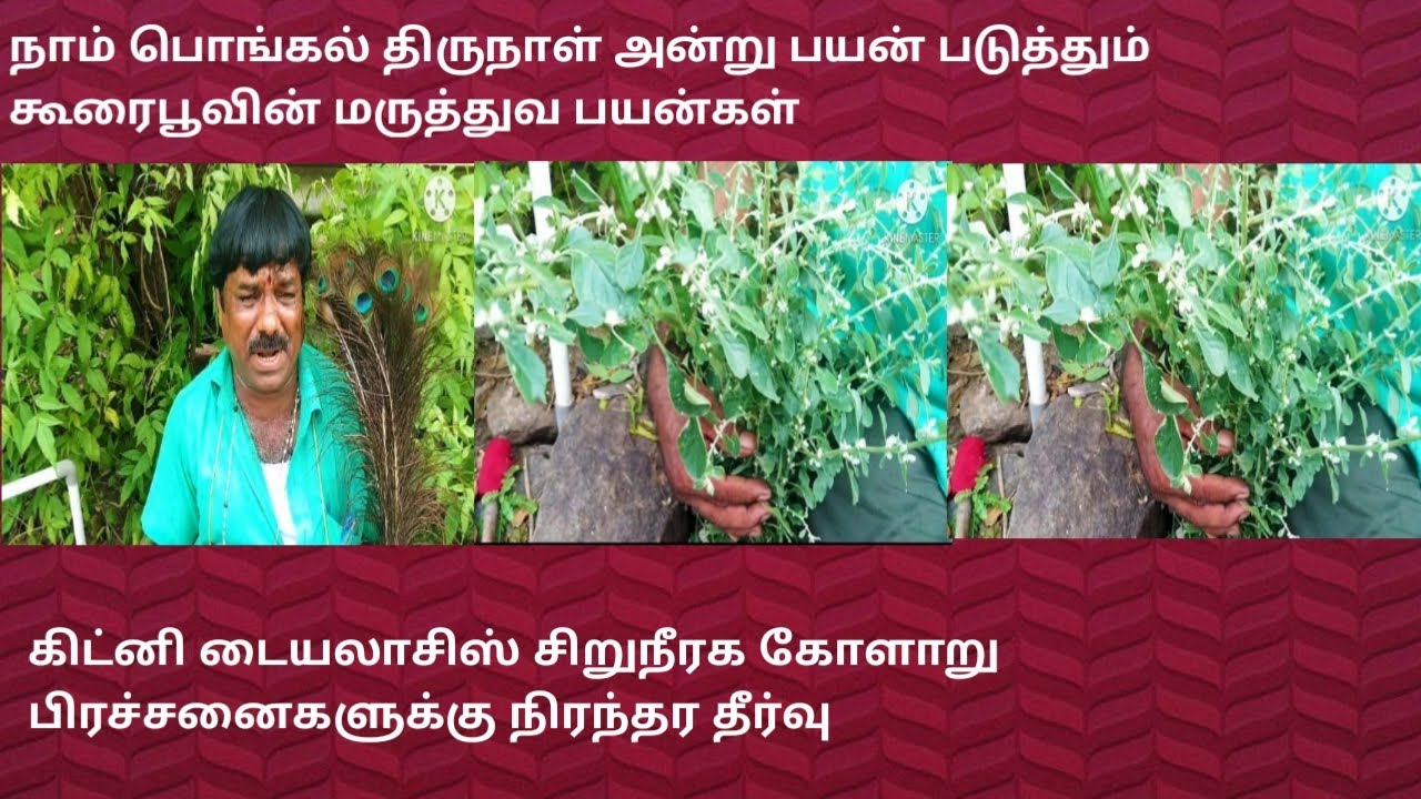 mayil iragu koorai chediyin maruthuva payangal - YouTube