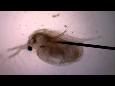 Daphnia (Water Flea) Swimming, Magnified 40X - YouTube