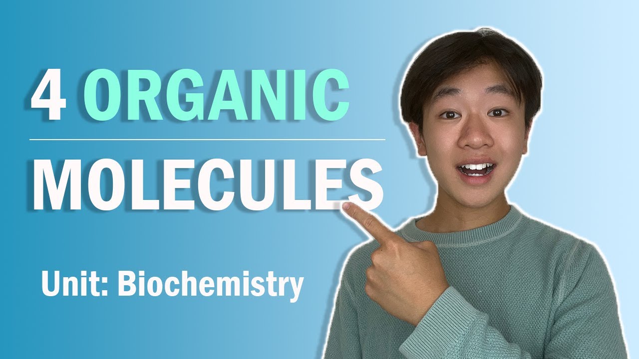 4 Organic Molecules You MUST Know! | Biology 101 - YouTube