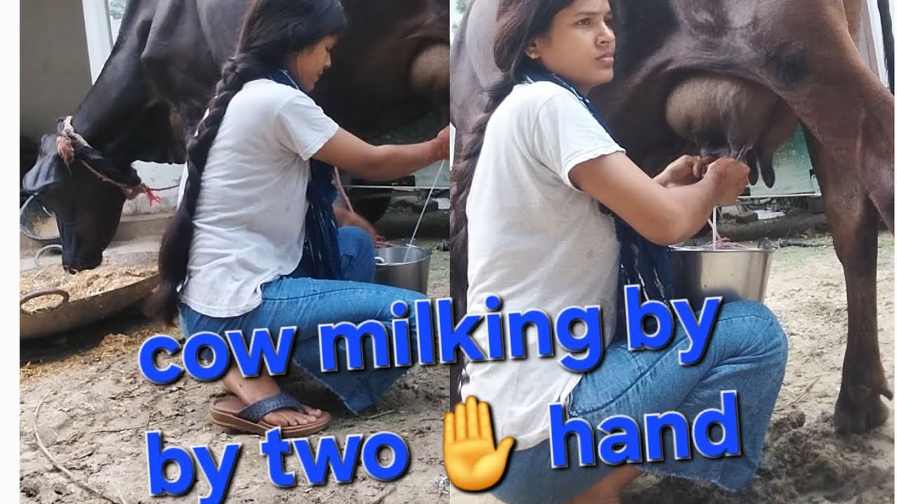 cow 🐄 milking by two hand # cow #animals #cowmilkingbyhand - YouTube