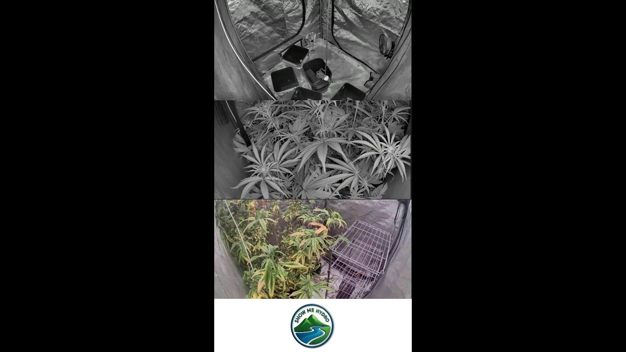 Growing Lilac Diesel & Donutz Triploid in RDWC Mobile Version - YouTube