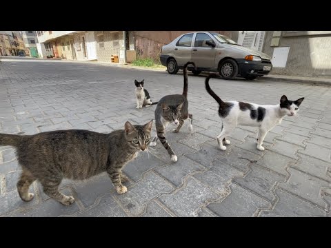 Here are shy cats that do not want to approach, and friendly cats that ...