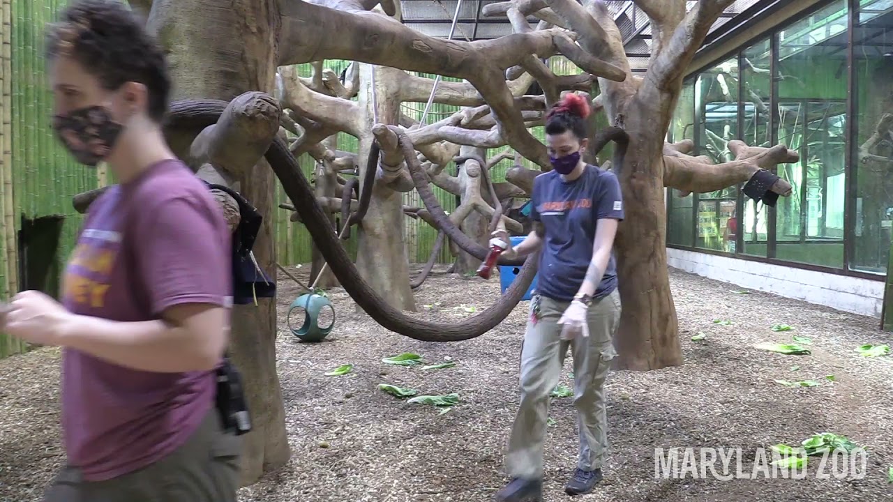 Keepers at Work: Chimp Enrichment - YouTube