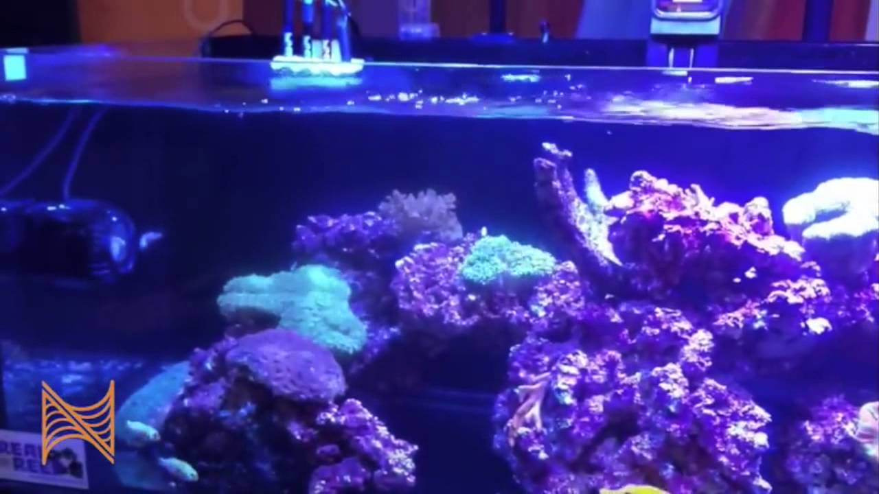 Neptune Systems WAV - YouTube