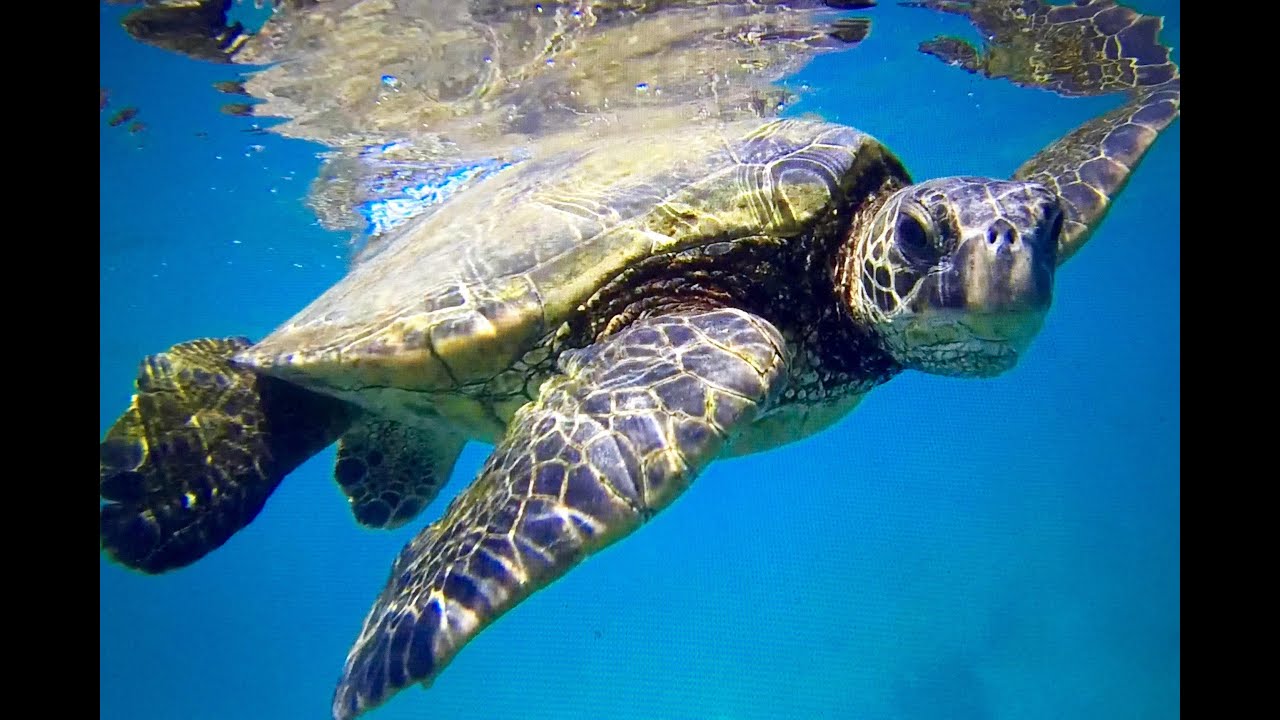 AMAZING TURTLES! A TURTLE FARTING AND PRETTY FISH! Maui Hawaii Day 4 ...