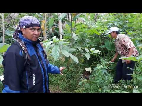 Sasadara Manjer Kawuryan: Situs 3 Lumpang di Krajan Desa Kenteng ...