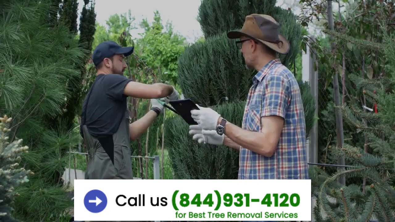Tree Removal Services in USA - Call 844 (931)-4120 - YouTube