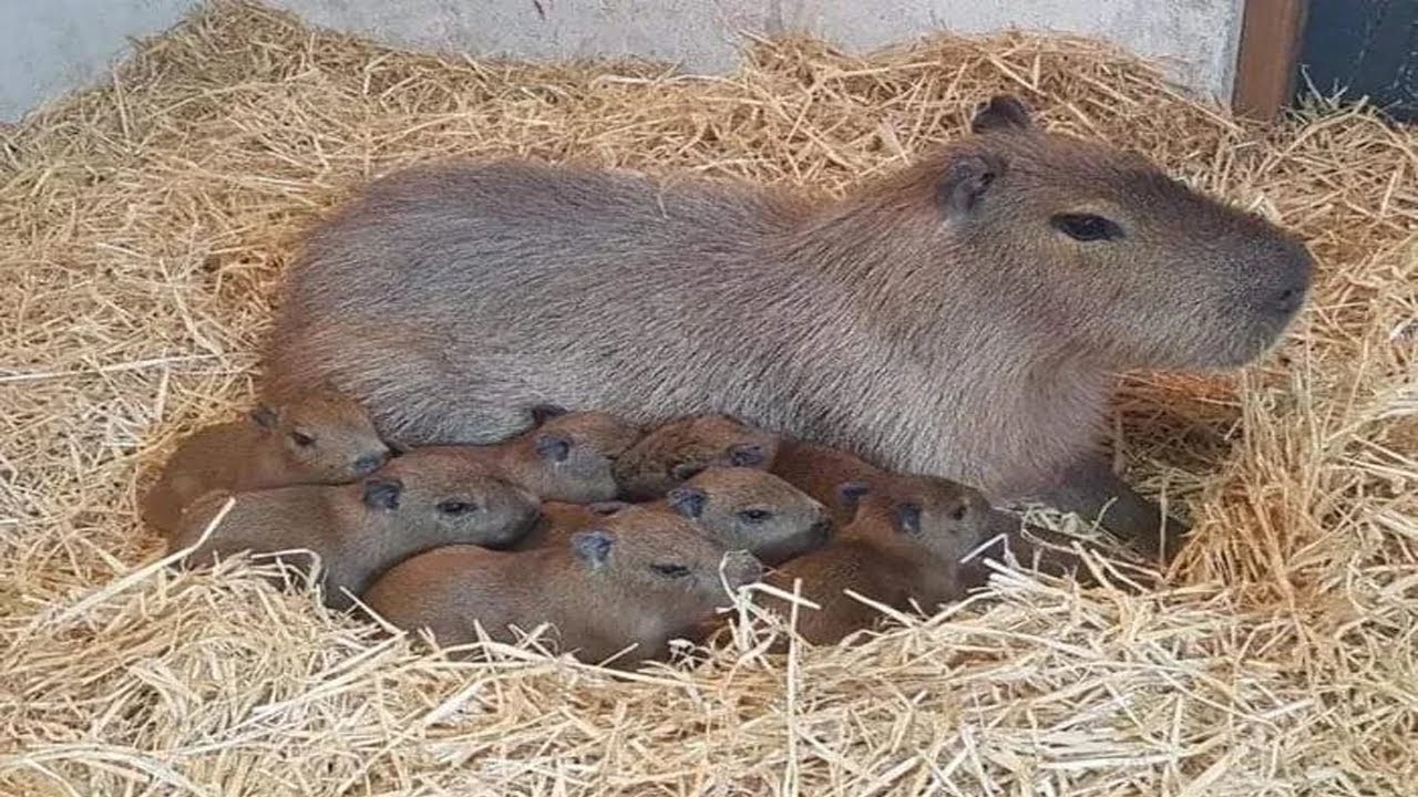 Raising baby capybara from baby to adulthood - YouTube