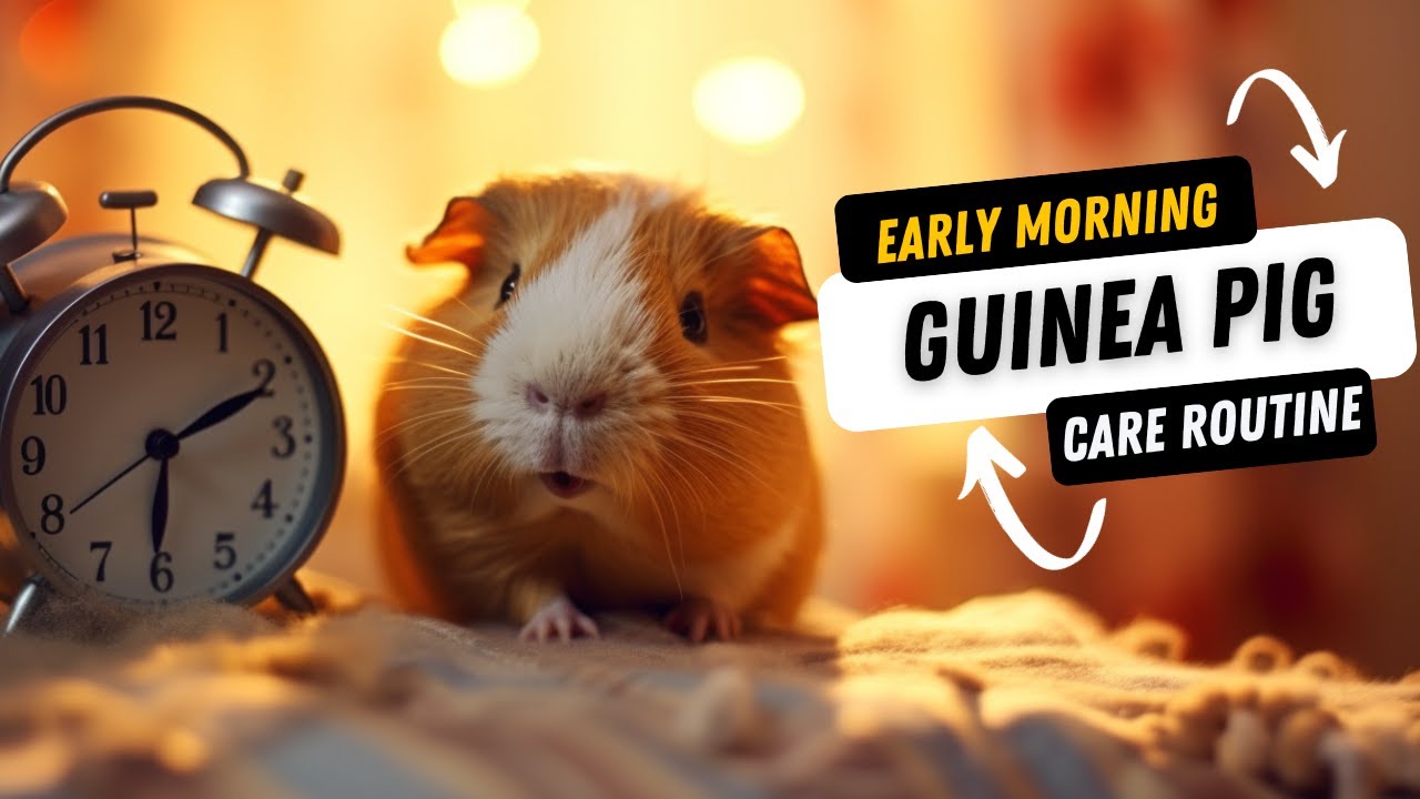 Early Morning Guinea Pig Care Routine - YouTube