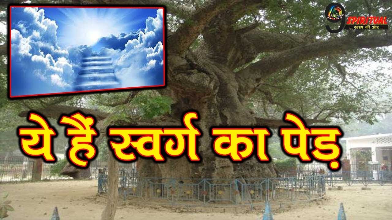 कहा से आया स्वर्ग का पेड़ धरती पर || Parijat Tree|| Heaven Tree On ...