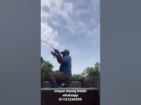 mancing ikan baung - YouTube