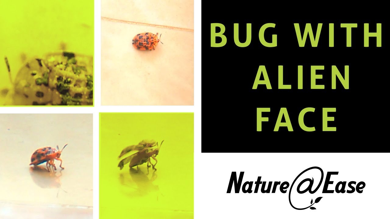 Bug with Alien face | 🐞 Bugs | Nature@Ease - YouTube