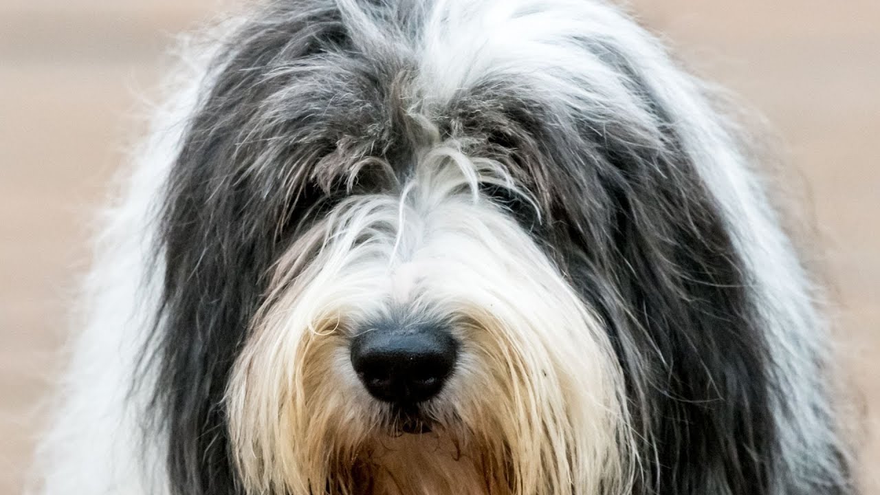 Adorable Old English Sheepdog Puppies Take Their First Walk! - YouTube