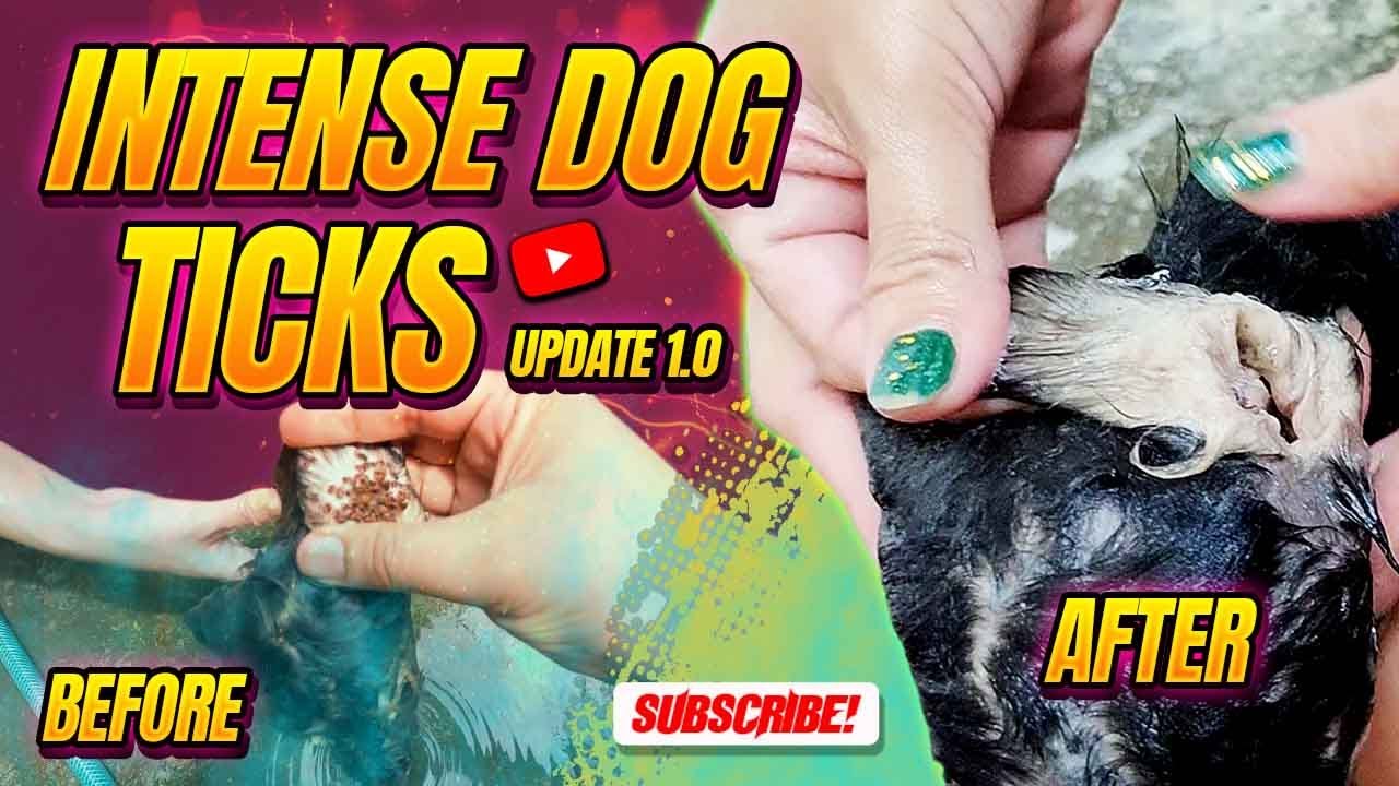 Intense dog Ticks and Flea (Grabe kuto nya) Update 1. - YouTube