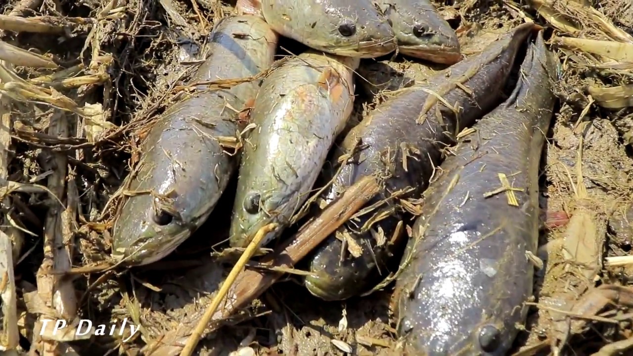 Amazing Catching Snakehead Fish In Dry Season - Catching Snakehead Fish ...