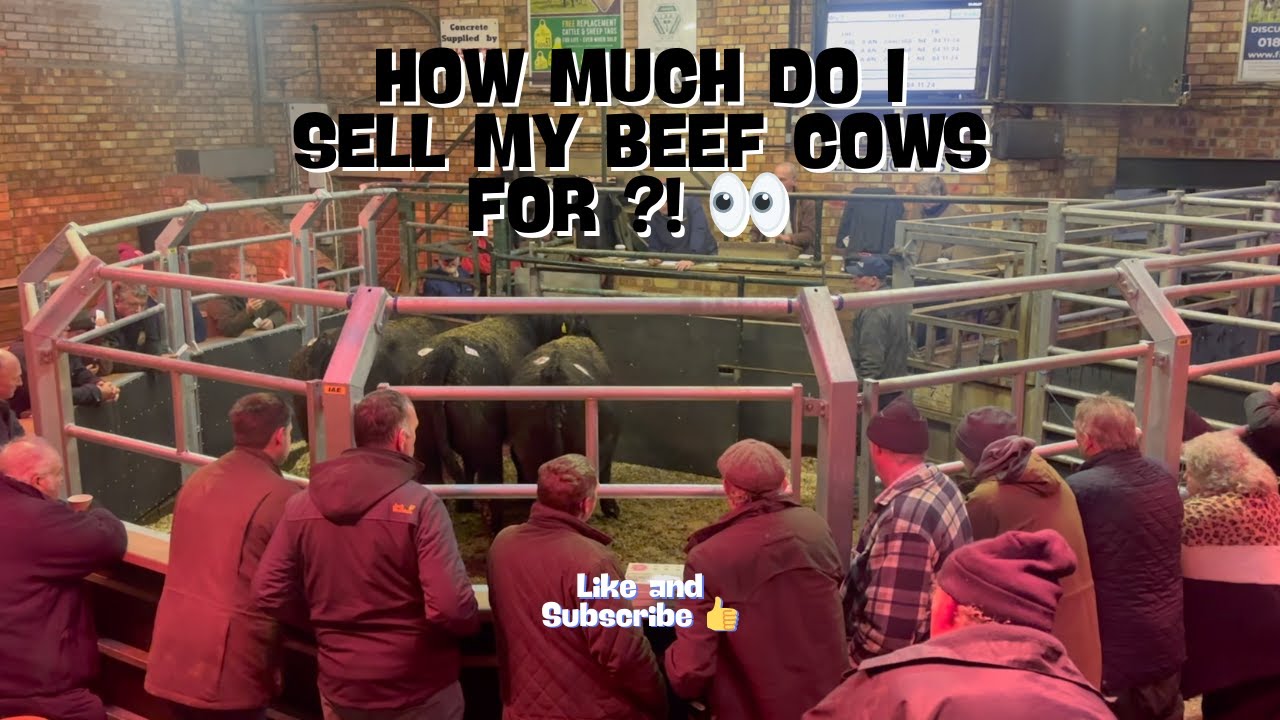 HOW MUCH DO MY BEEF COWS SELL FOR ?! - YouTube
