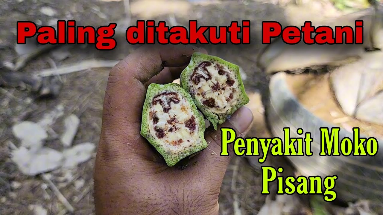 Perkara Paling Ditakuti Para Petani Pisang di Seluruh Dunia | Penyakit ...