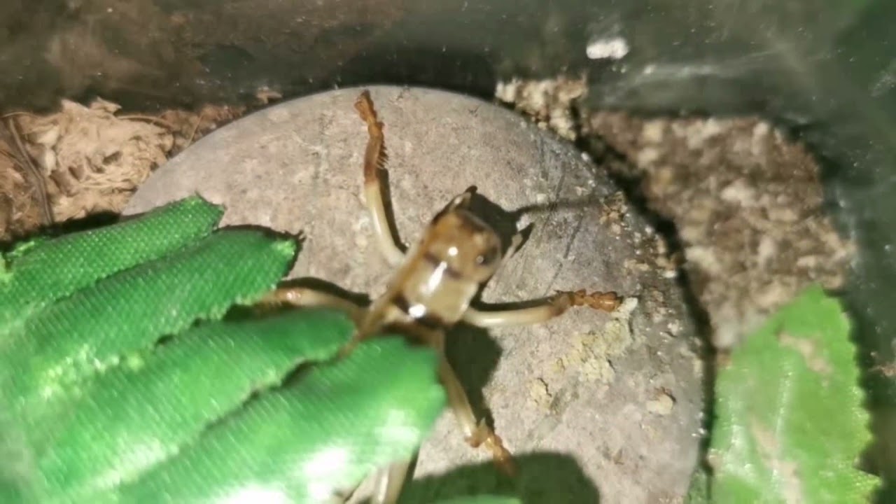 First time witnessing my Raspy Cricket rasp! *Can kinda hear it* - YouTube
