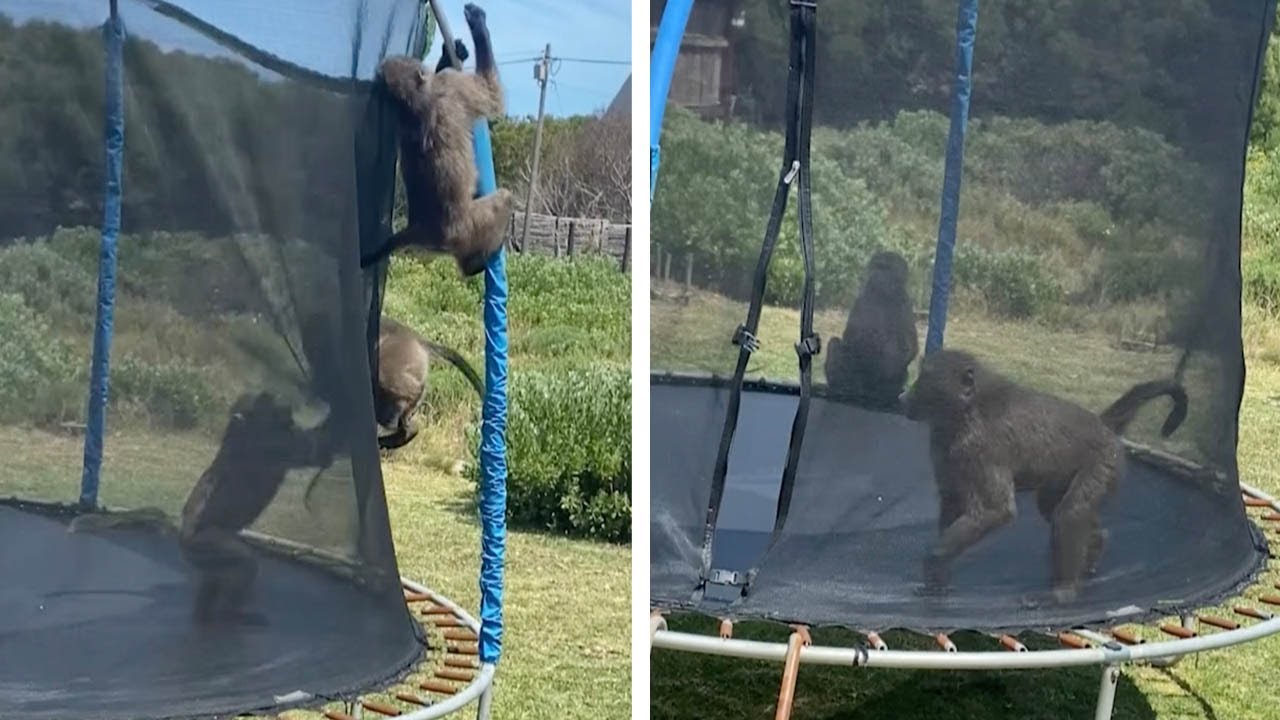 Playful Baboons 'Monkey Around' On Trampoline - YouTube