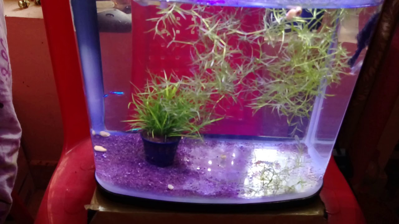 Sucker fish breeding and foods - YouTube