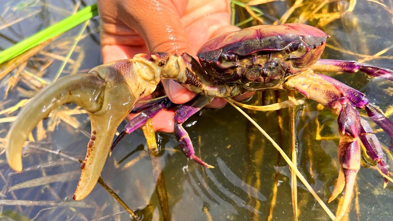 How Easy Crabs Catching Can Be - Most beautiful place CRABS living ...