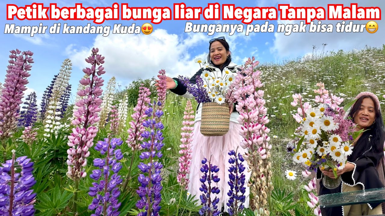 GOES PETIK BERBAGAI BUNGA DAISY LIAR DI NEGARA TANPA MALAM - YouTube