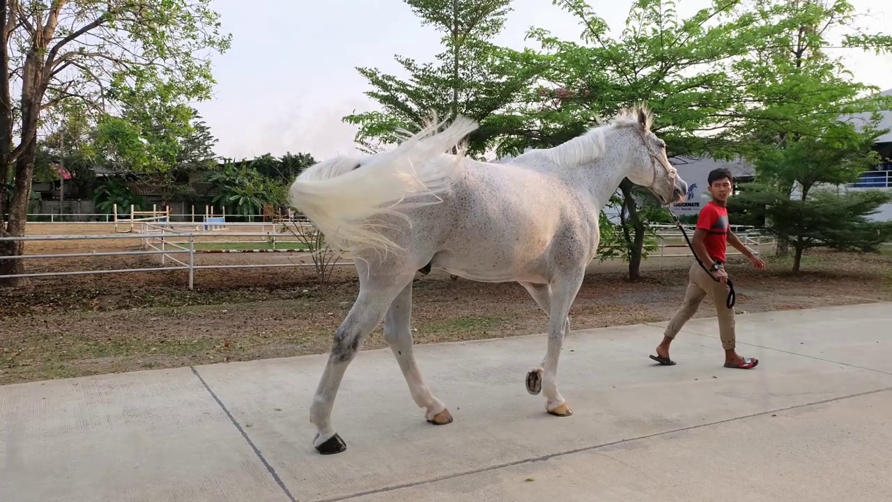 Checkmate Horse Club - YouTube