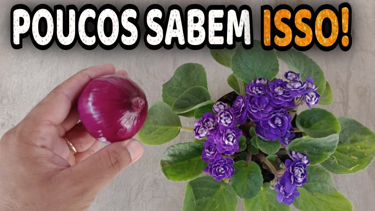 Coloque 1 CEBOLA em suas Plantas (Veja que resultado incrível) - YouTube
