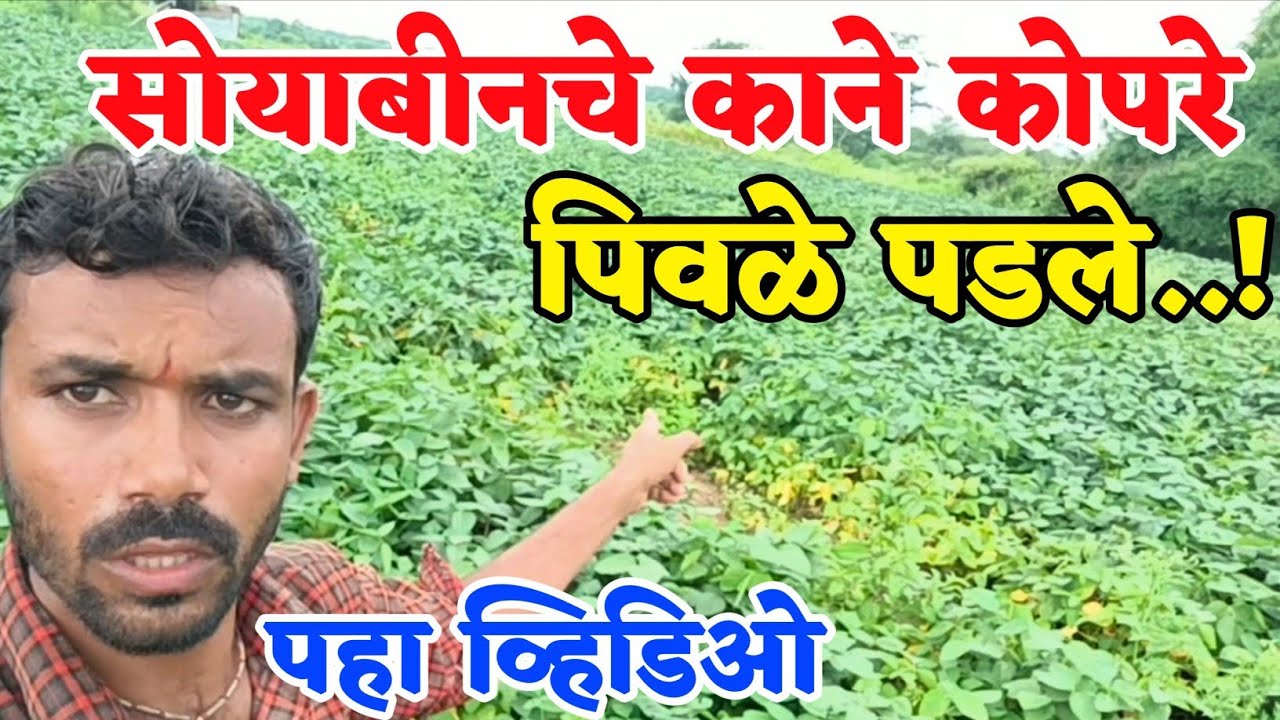 सोयाबीन पिकाचे काने कोपरे पिवळे पडले | FMC fertira GR | regent GR ...