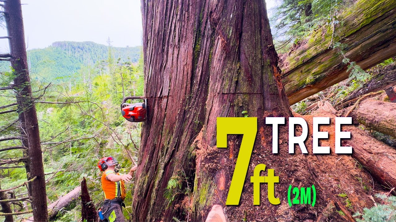 124. Falling A 7ft Tree - YouTube