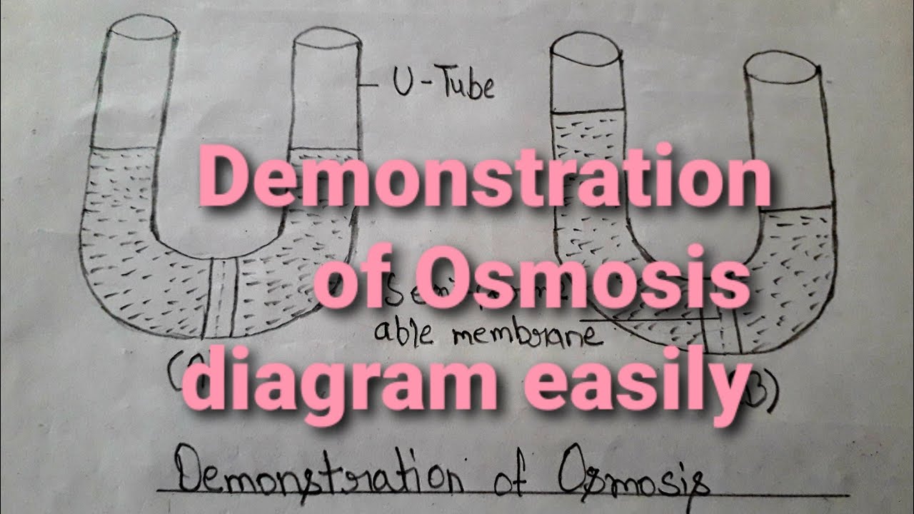 How to draw Demonstration of Osmosis //botany diagram very easy way ...