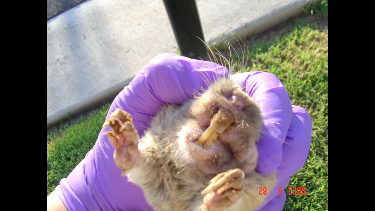 The Gopher Getters | SKULL STRUCTURE THOMOMYS - YouTube