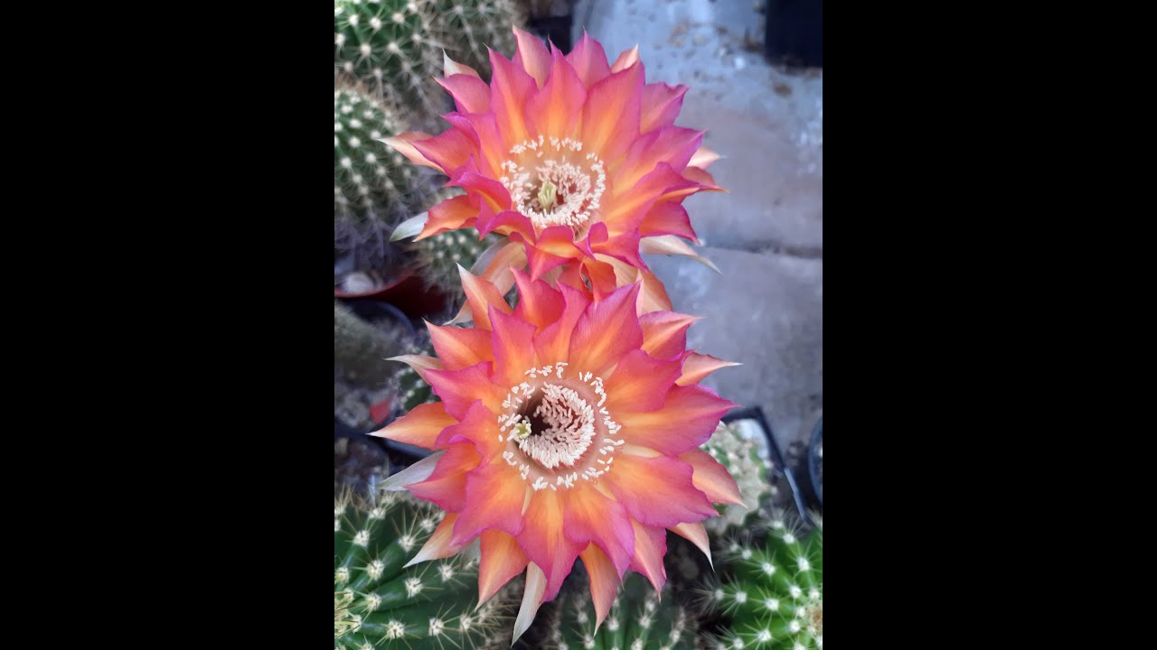 Echinopsis BEX 104 Kleopatra - Cactus Jerk - YouTube