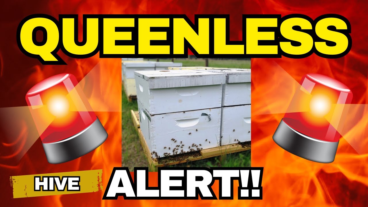Signs Your Hive Is Queenless in Late Summer or Fall - YouTube